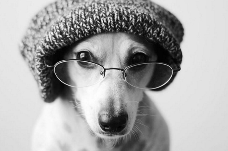 Estudio Revela Que Los Perros SÍ Nos Entienden Cuando Les Hablamos ... Estudio Revela Que Los Perros SÍ Nos Entienden Cuando Les Hablamos ...