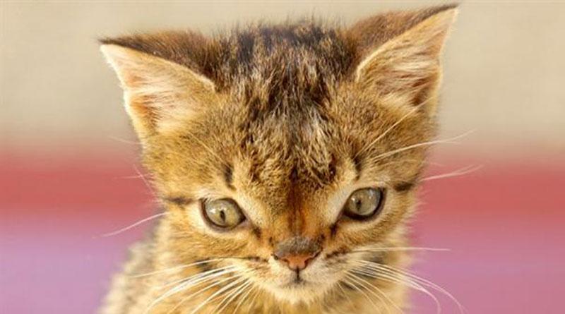 14 Tiernos Animales Con Síndrome De Down | veobook 14 Tiernos Animales Con Síndrome De Down | veobook