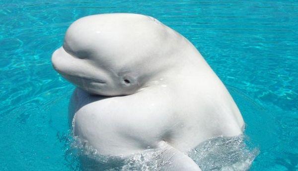 14 Tiernos Animales Con Síndrome De Down | veobook 14 Tiernos Animales Con Síndrome De Down | veobook