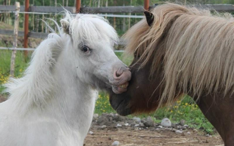 14 Tiernos Animales Con Síndrome De Down | veobook 14 Tiernos Animales Con Síndrome De Down | veobook