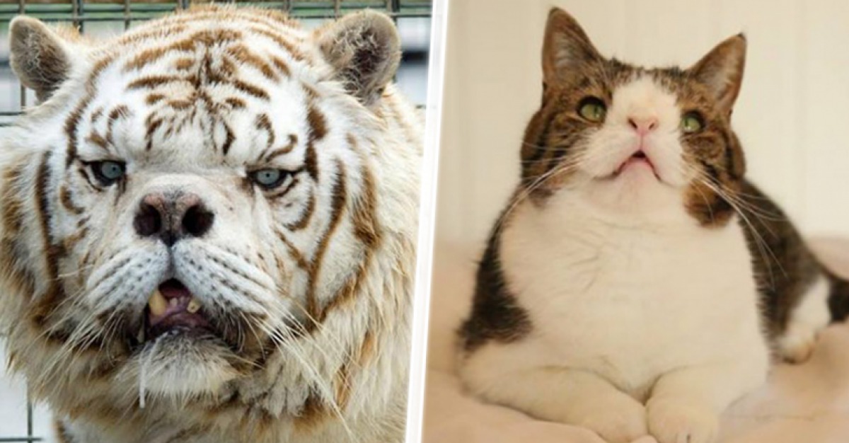 14 Tiernos Animales Con Síndrome De Down | veobook 14 Tiernos Animales Con Síndrome De Down | veobook