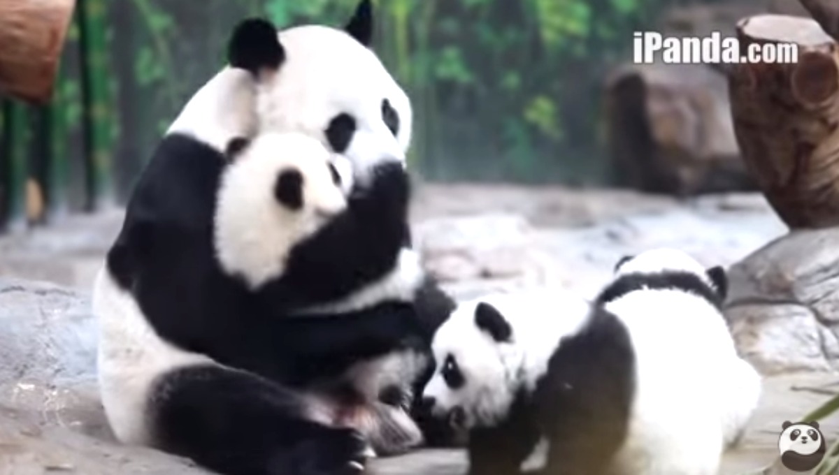 Esta Mamá Panda Tuvo Trillizos. Mira Como Hace Para Dar Atención A Cada ...