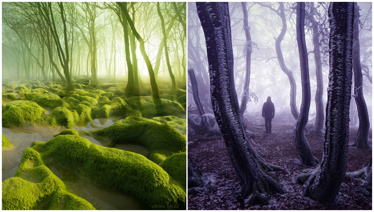 18 Bosques Tan Hermosos Y Mágicos Que No Parecen Reales | veobook