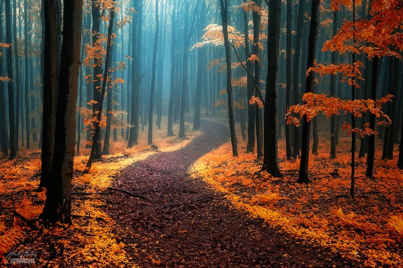 18 Bosques Tan Hermosos Y Mágicos Que No Parecen Reales | veobook