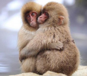 20 Parejas De Animales Demostrándose Todo Su Amor ¡Son Adorables! | veobook