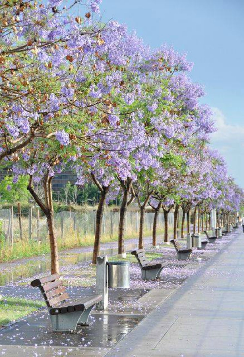 Hermosos Árboles De Jacaranda Pintan De Morado Todas Las Calles De ...