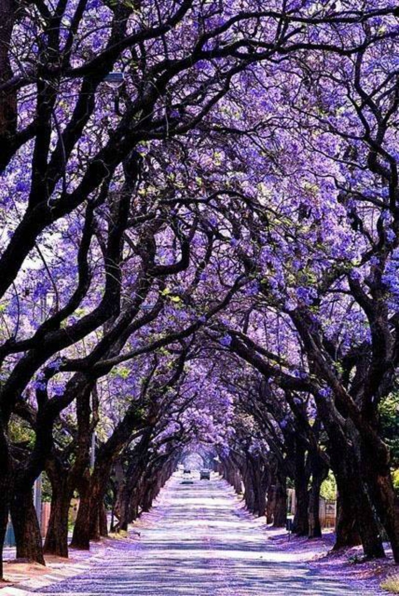 Hermosos Árboles De Jacaranda Pintan De Morado Todas Las Calles De ...