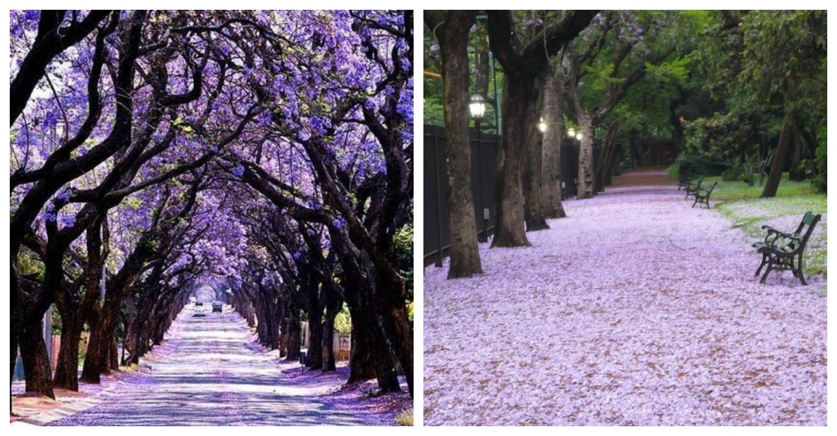 Hermosos Árboles De Jacaranda Pintan De Morado Todas Las Calles De ...