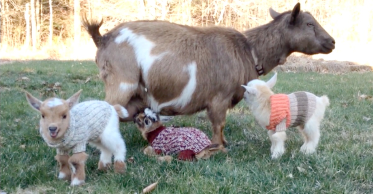 Tres Cabras Recién Nacidas Conquistarán Tu Corazón Con Su Tierna ...