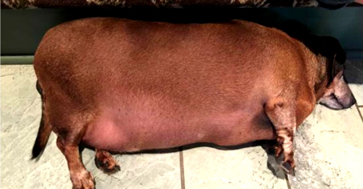 Vicente, El Perro Obeso Está Transformando Su Vida Para Siempre | veobook