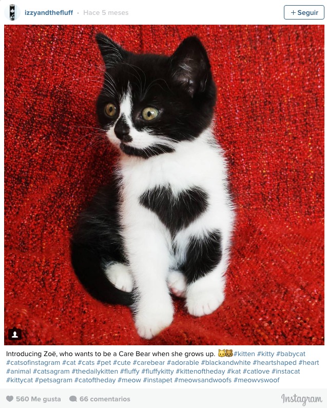 Gato Con Mancha En Forma De Corazón En Su Pecho Conquista A Los ...