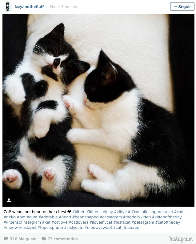 Gato Con Mancha En Forma De Corazón En Su Pecho Conquista A Los ...