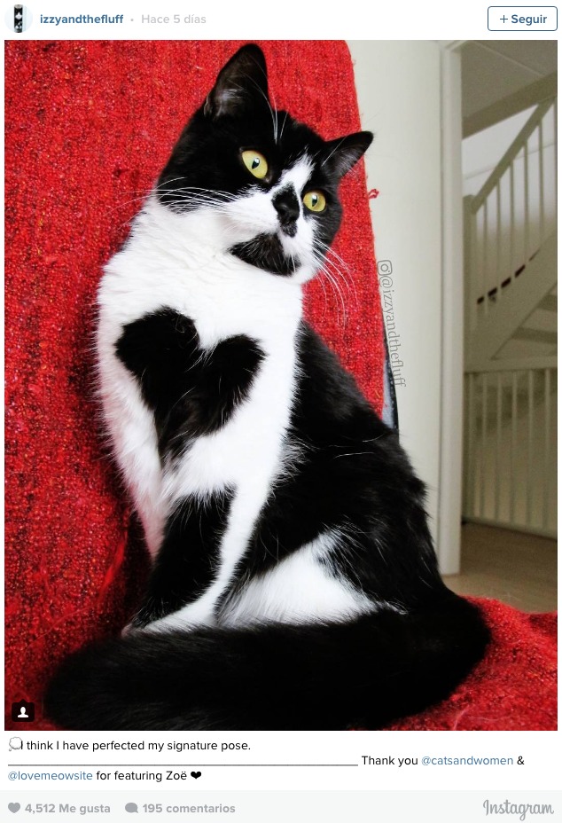 Gato Con Mancha En Forma De Corazón En Su Pecho Conquista A Los ...