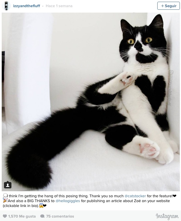 Gato Con Mancha En Forma De Corazón En Su Pecho Conquista A Los ...