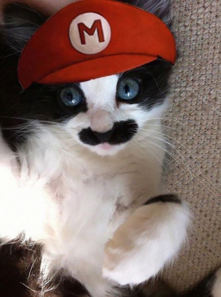 15 Disfraces Que Harán Ver A Tu Gato Terrorífico O Muy Tierno En Este ...